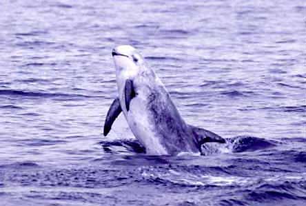 Photo of Risso's Dolphin - Grampus Griseus